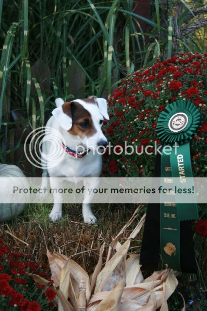 Rare, multi-colored labs??? | RetrieverTraining.Net - the RTF