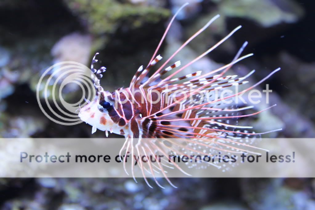 Show Us Your Lionfish - Reef Central Online Community