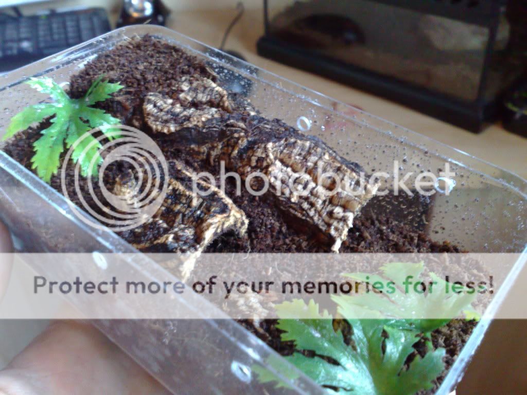 Ideal spiderling tubs! | Reptile Forums