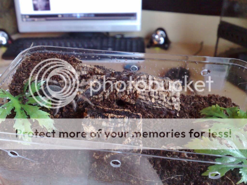 Ideal spiderling tubs! | Reptile Forums