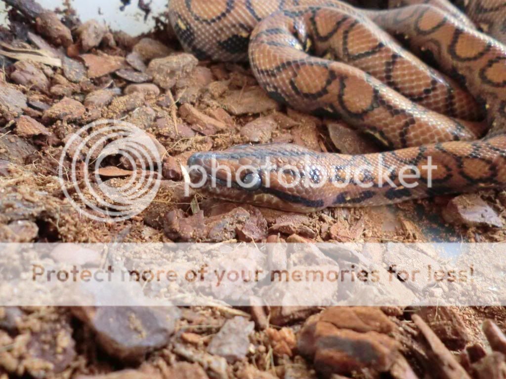 Retained eye caps, help needed! | Reptile Forums