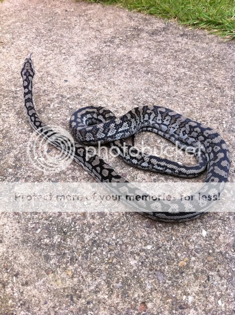 Update of some Murray darling carpets | Reptile Forums