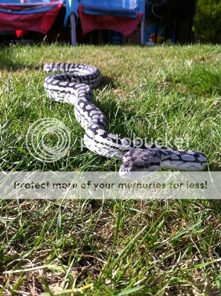 Murray darling sunbathing | Aussie Pythons & Snakes Forum