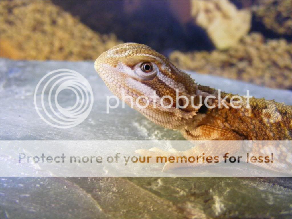 Custom Built Corner Viv (image heavy) | Reptile Forums