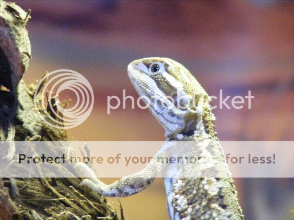 Custom Built Corner Viv (image heavy) | Reptile Forums